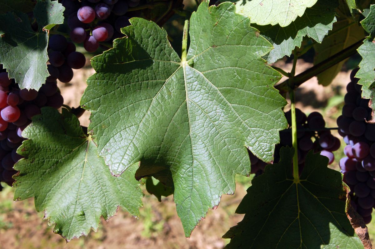 Souvignier Gris Wein