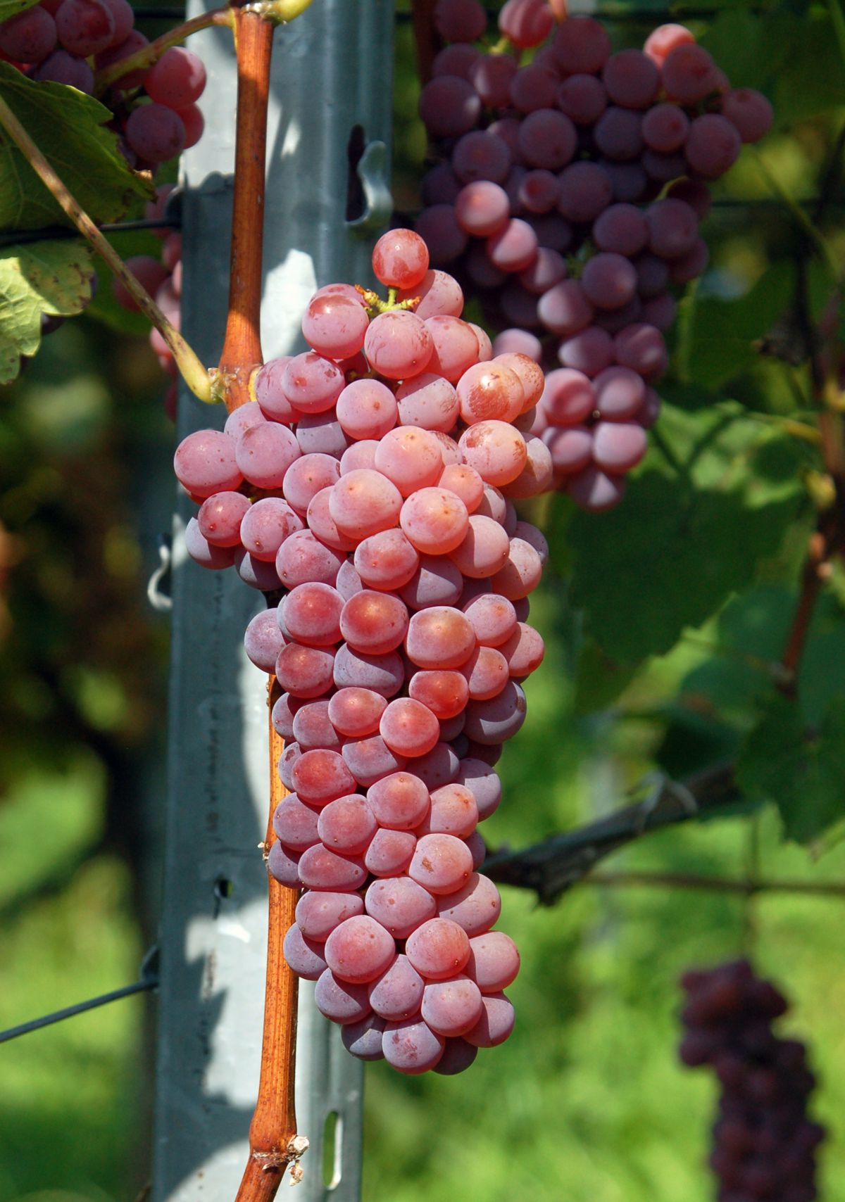 Souvignier Gris Wein